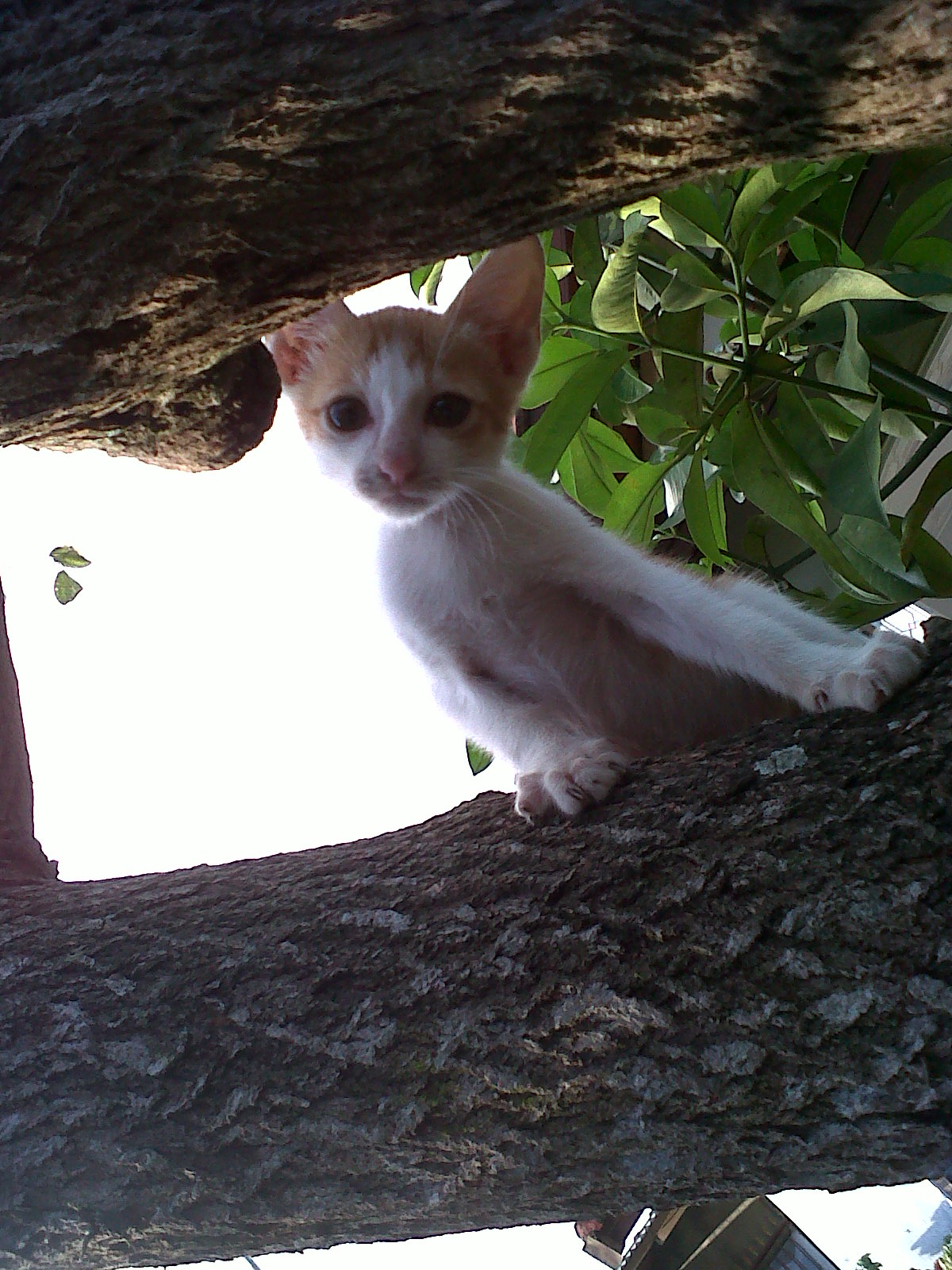 Kesebelasan Kucing: Terima kasih ala kucing