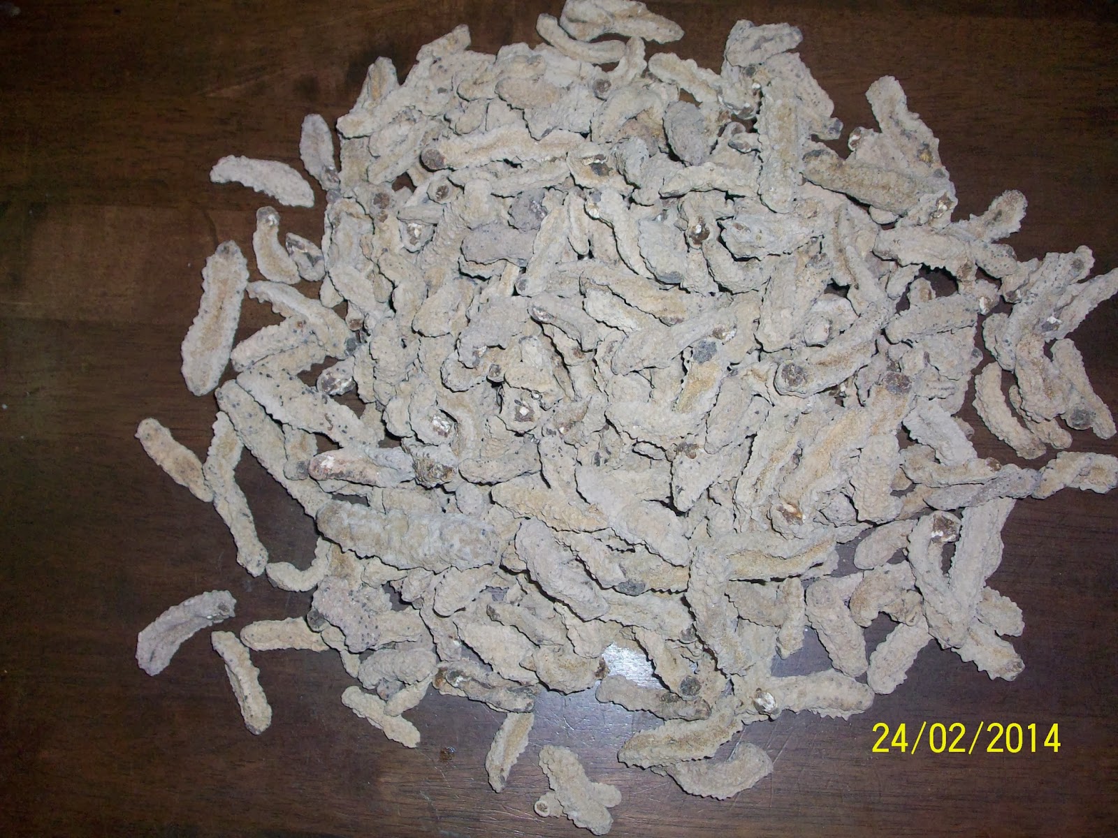 PRODUK GAMAT DARI LANGKAWI: GAMAT KERING DARI LANGKAWI