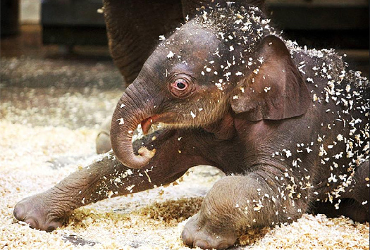 21 Cute baby elephant pictures | Amazing Creatures