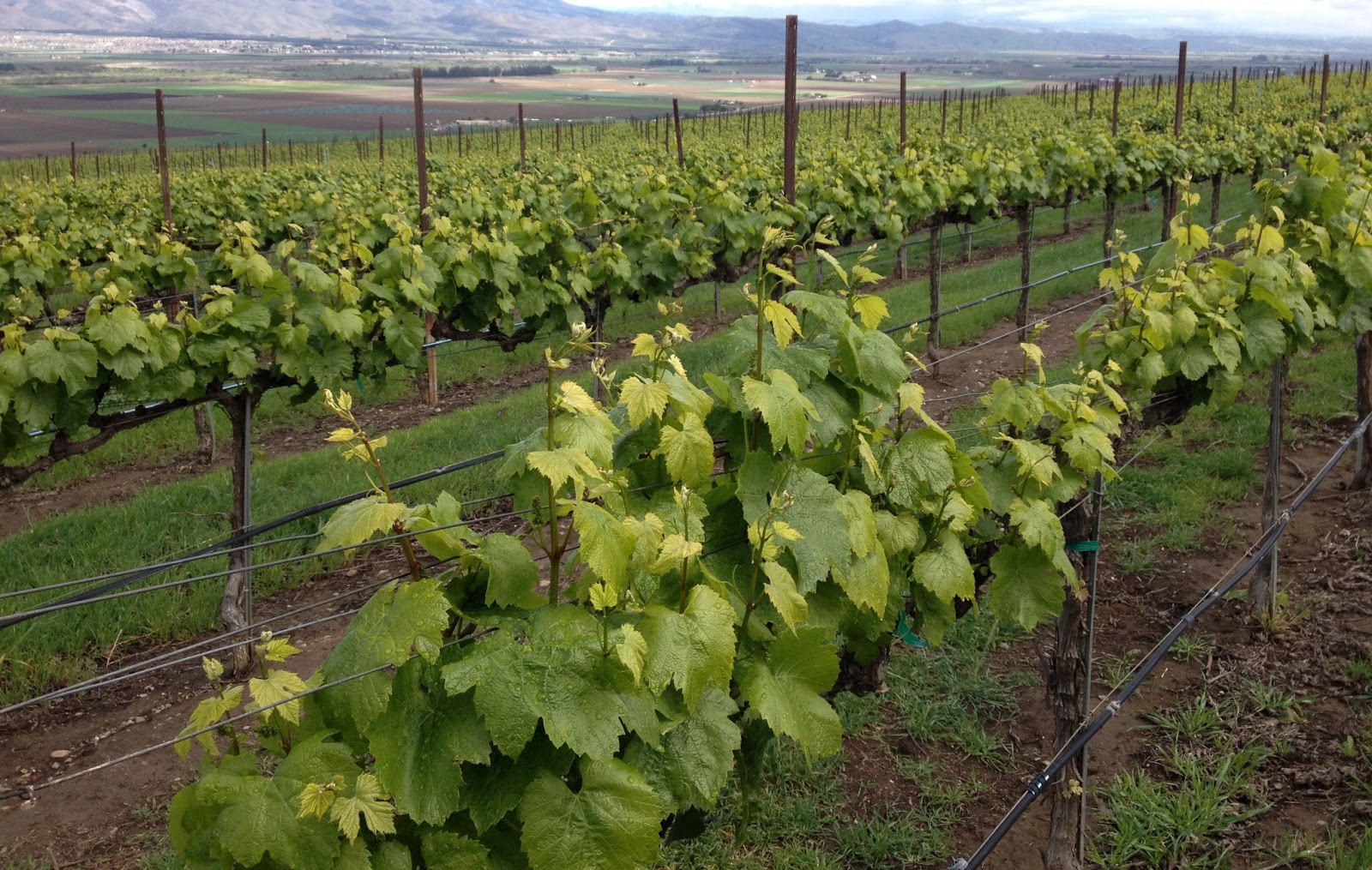 Magnol revisited: 75. Vitaceae