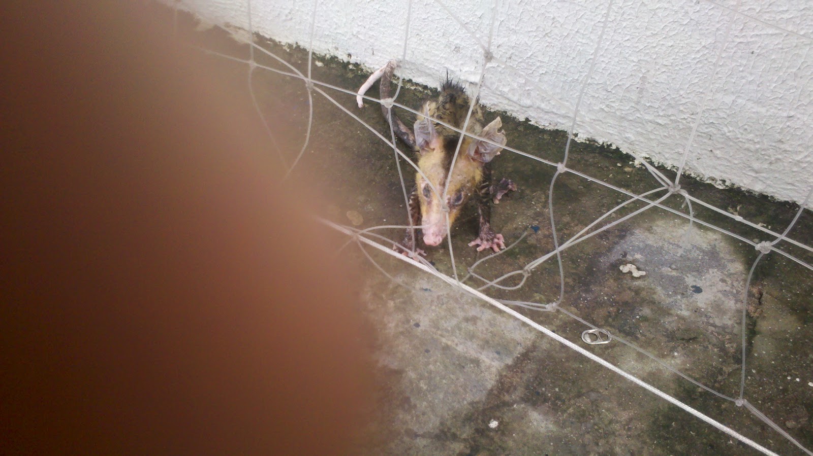 LABOCI MASTER: gambá do nordeste ou cassaco...bichinhos que aparecem