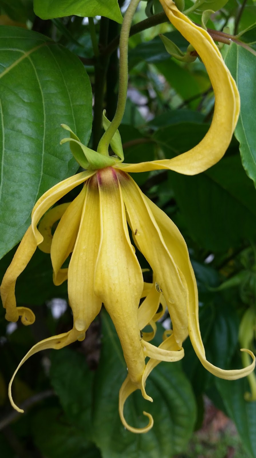 Warisan Petani: Pokok Kenanga.