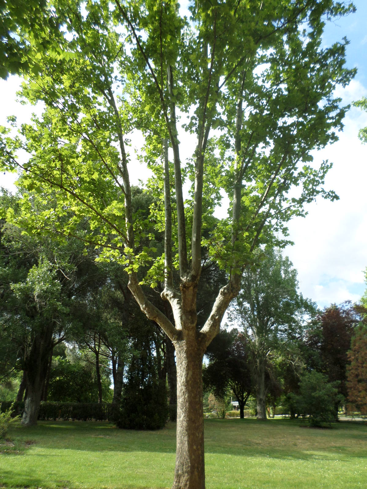 Platanus x hispanica | Travesías Botánicas