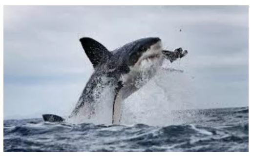 Fakta Hiu Putih Raksasa yang Unik dan Menarik sebagai Predator Terbesar ...