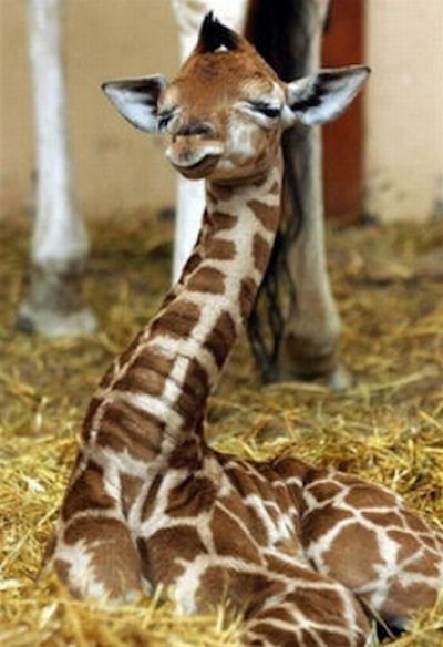 Muthu: Cute baby giraffes