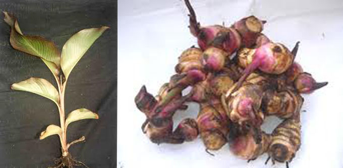 Umbi Umbian ~ umpungeng ecovillage