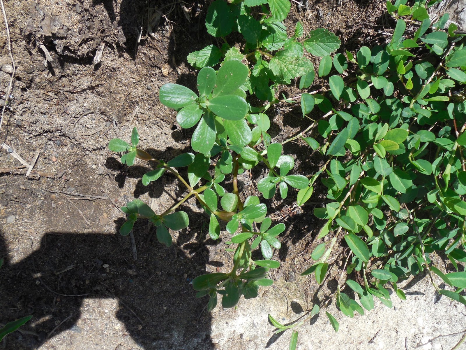 INVENTARIO DE ESPECIES EN EL SECTOR EL PASTILLO ISABELA, PUERTO RICO ...
