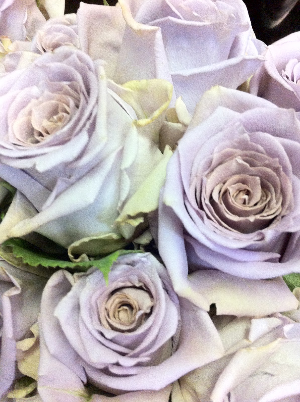 The Enchanted Petal: Lovely is the Rose