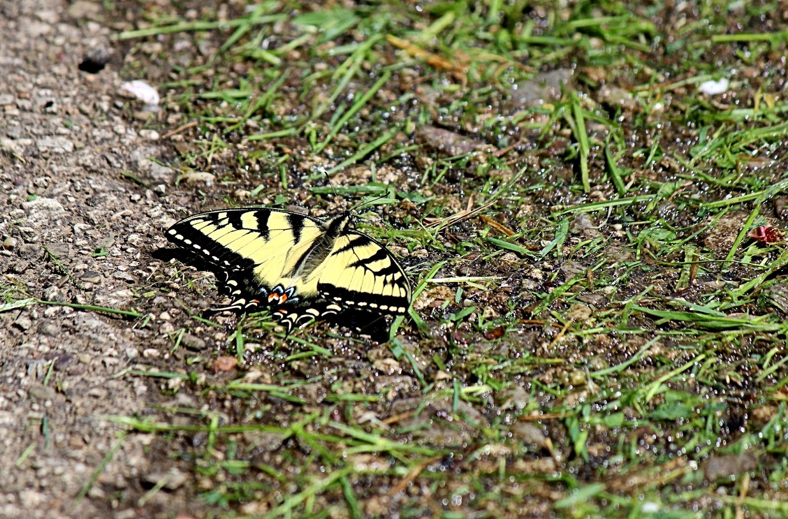Two Early May Spring Butterflies