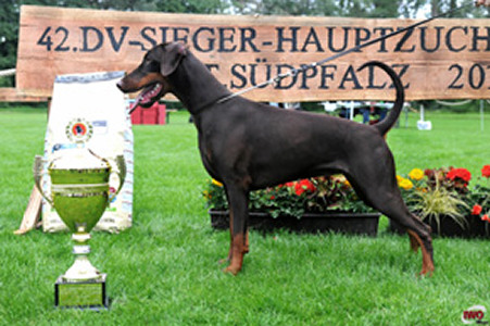Dobermann Insider: THOMAS BECHT... THE ULTIMATE EXAMPLE OF FAIR JUDGING!
