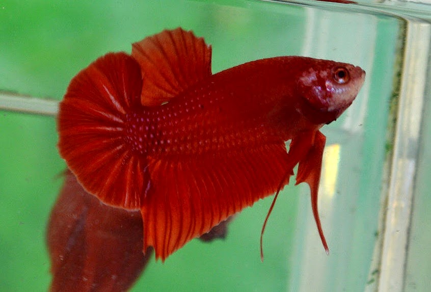 HMPK532 - Super Red HMPK ! ~ Betta 138