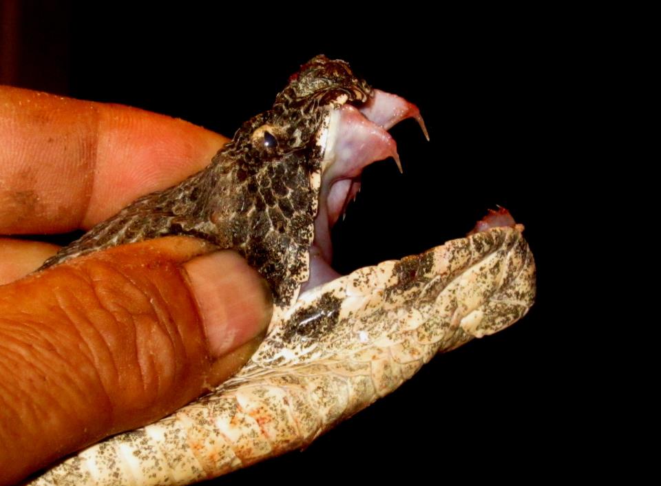 Ερπετά και αμφίβια της Κύπρου - Reptiles and amphibians of Cyprus by ...