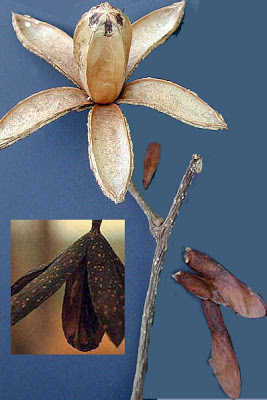 Argentina nativa: Cedro amargo (Cedrela odorata)