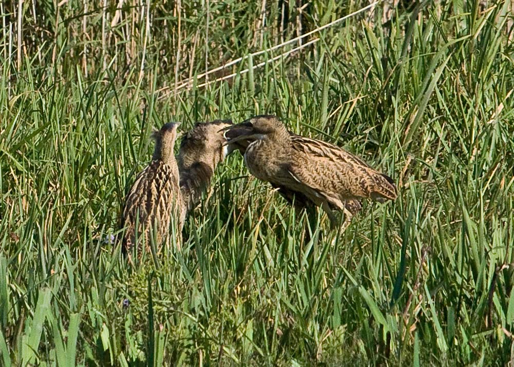 Greater Kent Birder: The Stodmarsh Bitterns Spectacular