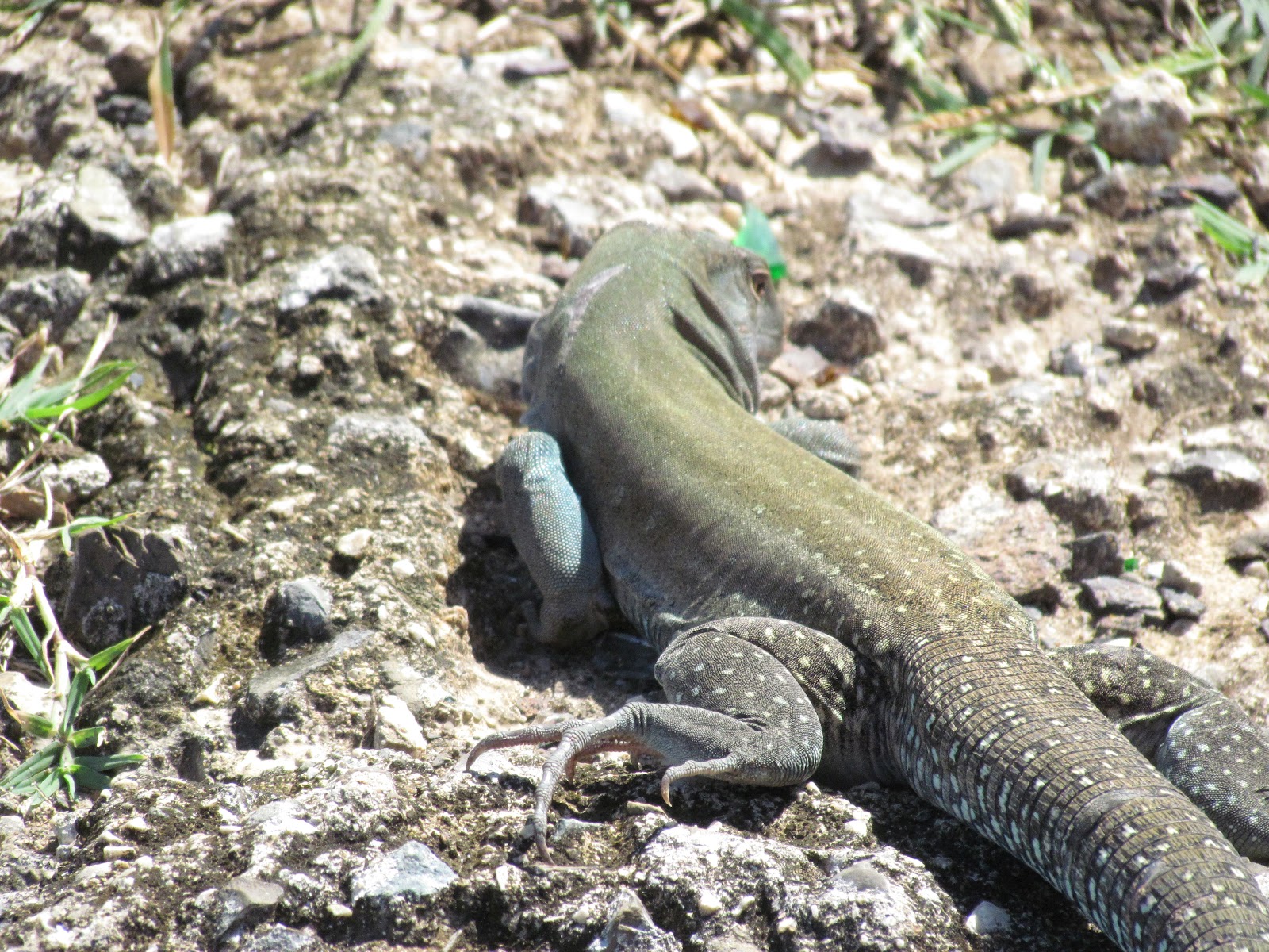 Foto Blog Puerto Rico: Dos tipos de Iguanas. Puerto Rico