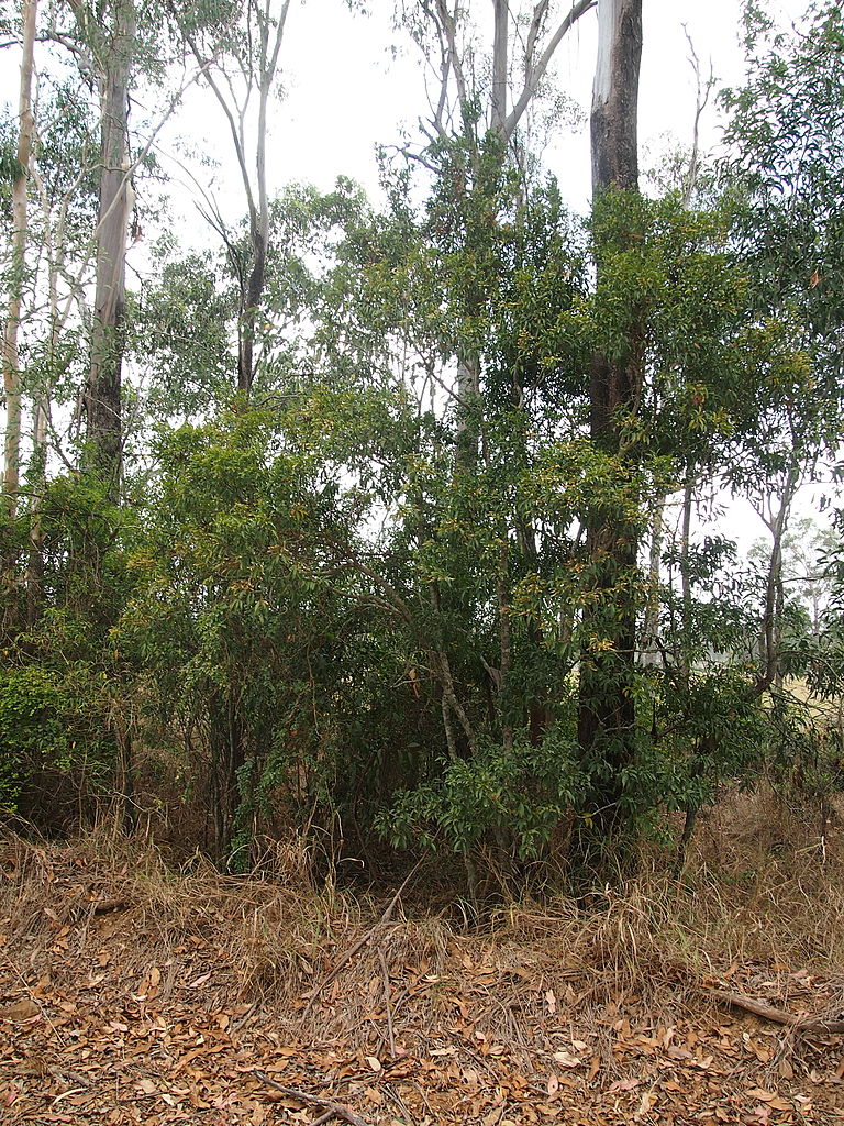 Rudraksha Cilacap: GANITRI (Elaecocarpus sphaericus Schum)