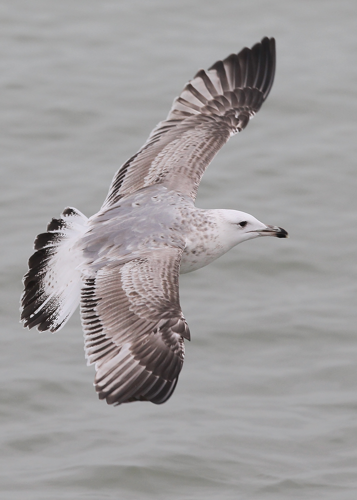 Richard Smith - Birdwatching Days Out: 2x CASPIAN GULL, 1st winter ...
