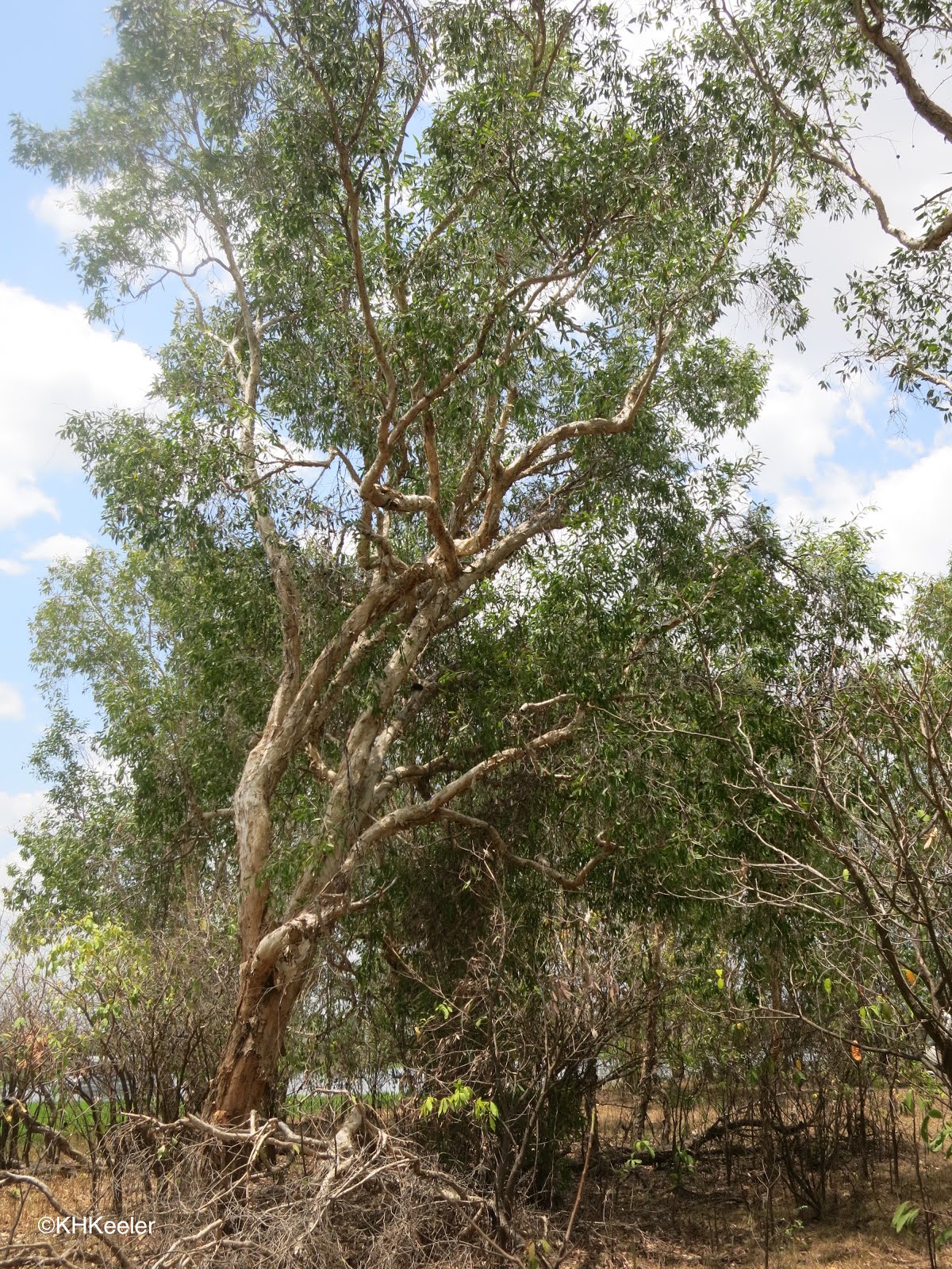 A Wandering Botanist: Visiting Australia—Glorious Kakadu National Park
