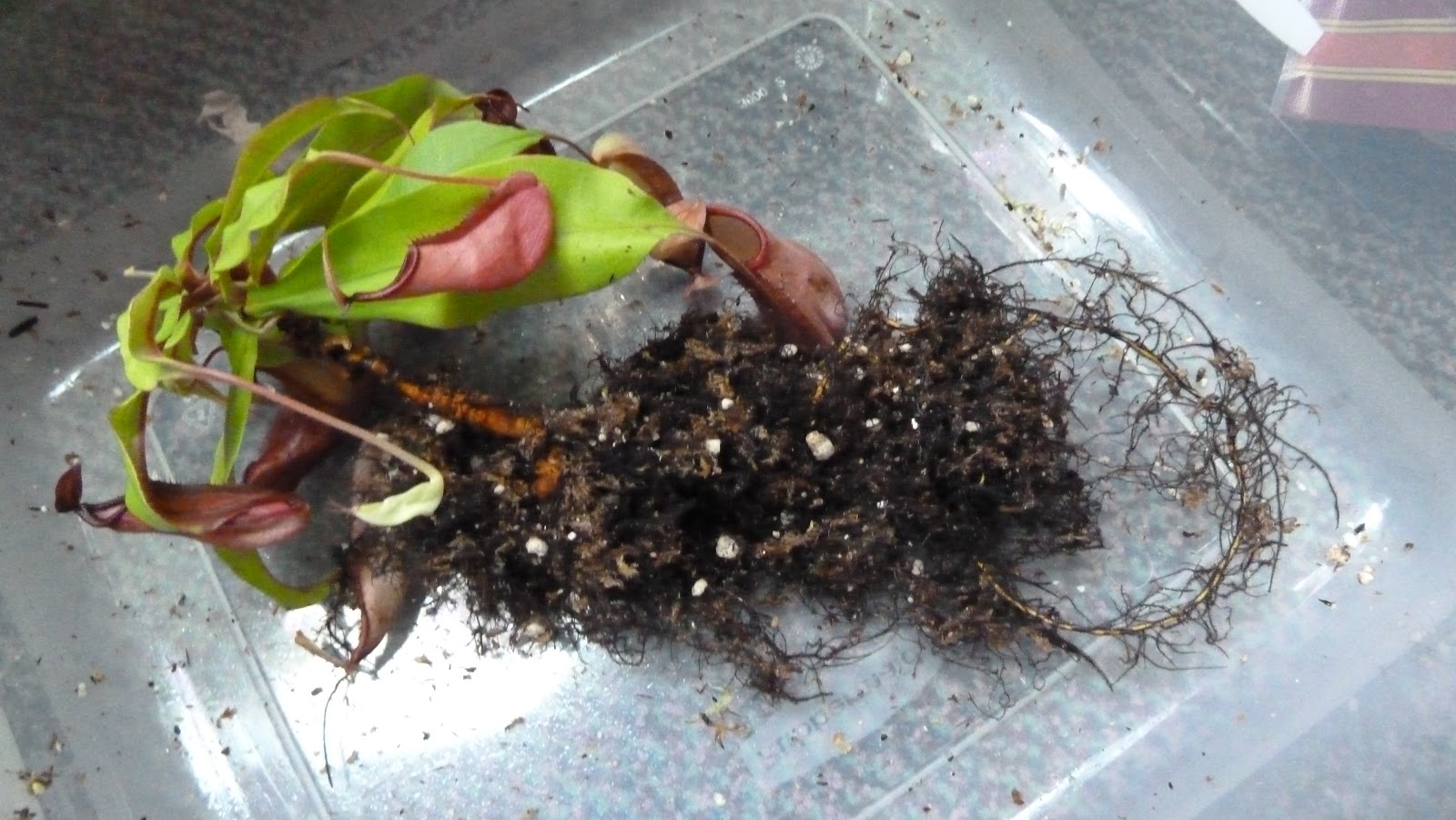 Hooray! Plants!: Repotting a Nepenthes mirabilis var. globosa: A Guide