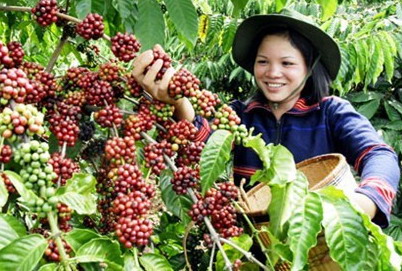 Perkebunan Kopi - Perumperindo.co.id