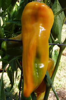 Seeds By Faith: PEPPERS