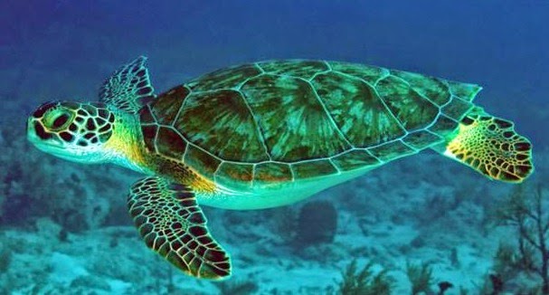 Penyu Wisata Pantai Sukamade - Blog Anak Nelayan