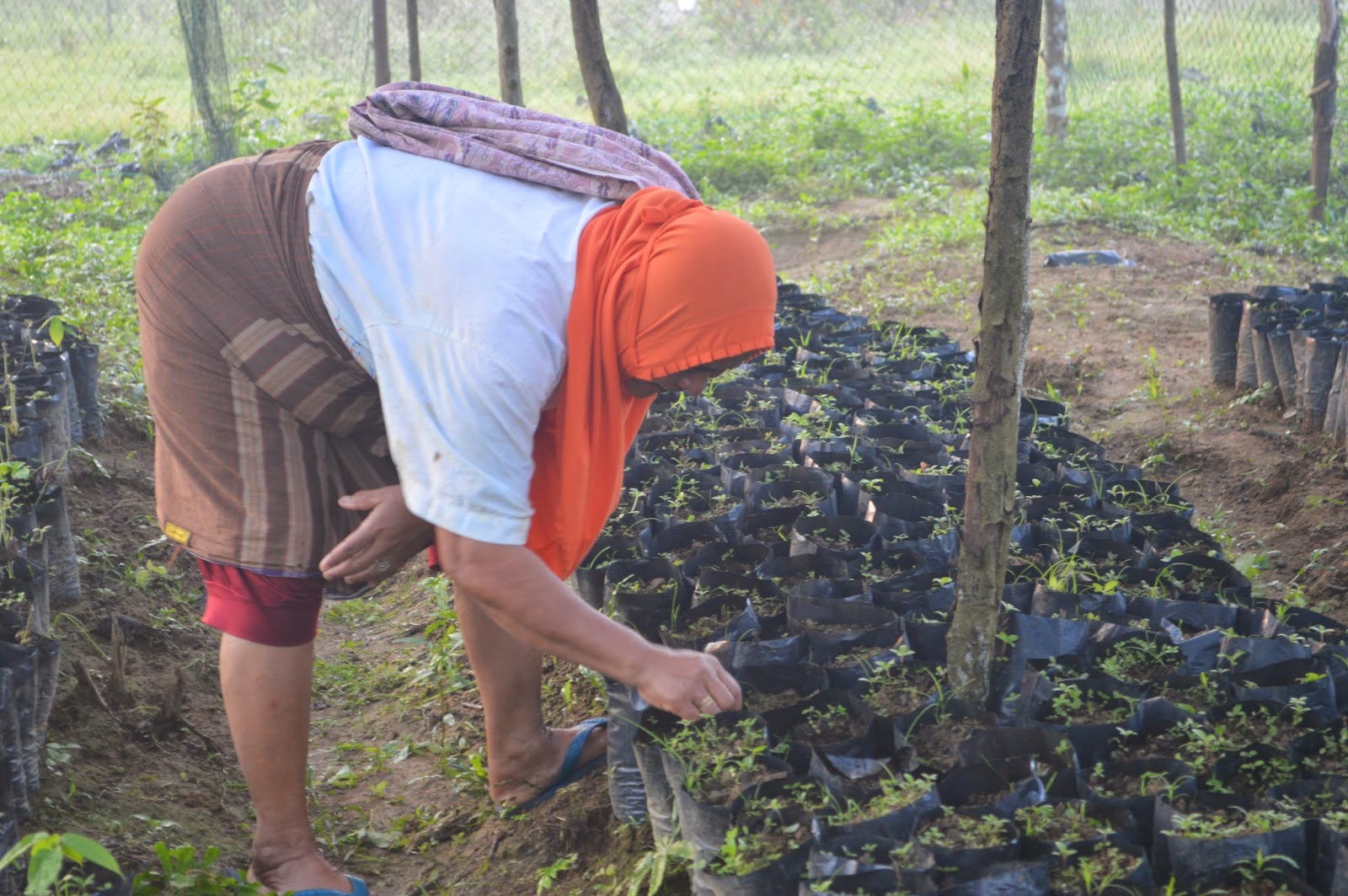 From Aceh to Myanmar: The cocoa harvest continues