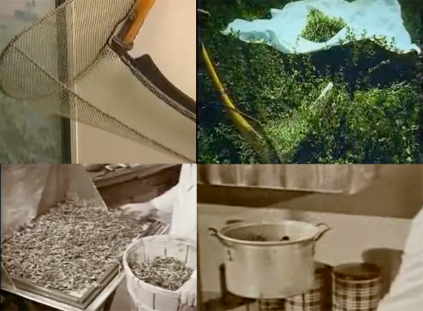 MaxVitae: Carl Rehnborg: el principio de Nutrilite