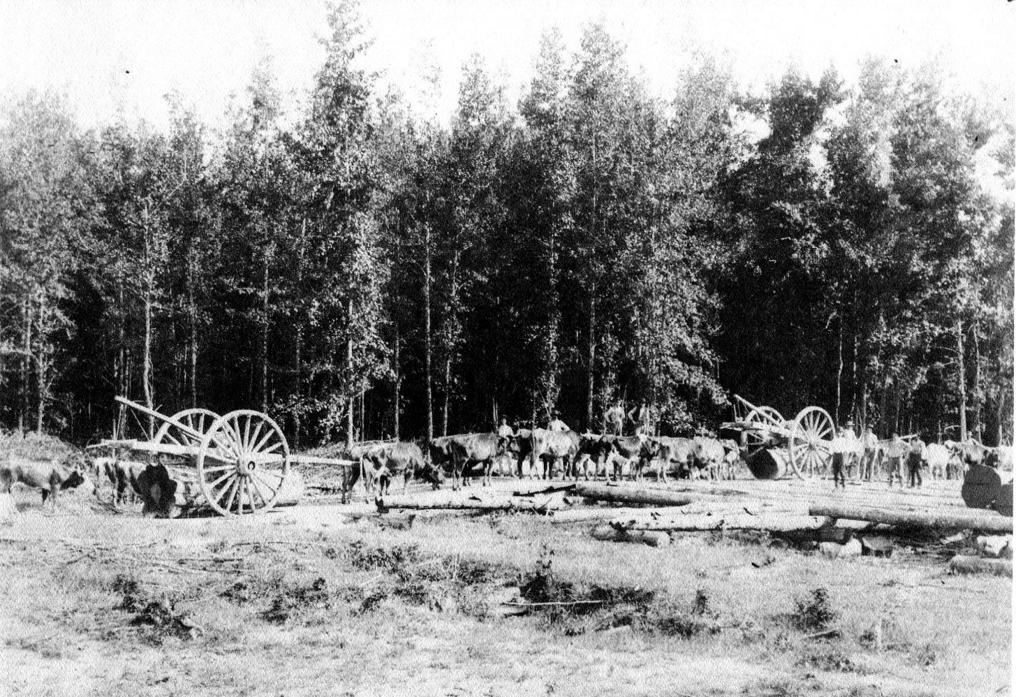 Tammany Family: Ox Teams Pulling Timber Wagons