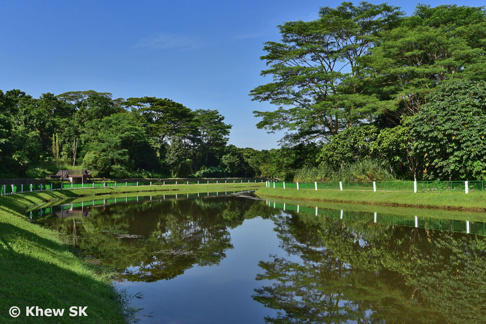Butterflies of Singapore: Butterfly Photography at Our Local Parks ...
