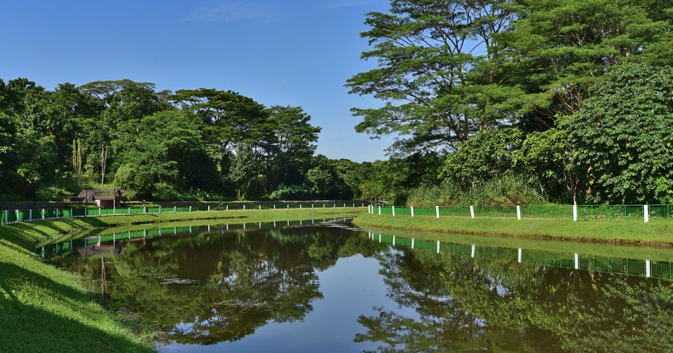 Butterflies of Singapore: Butterfly Photography at Our Local Parks ...