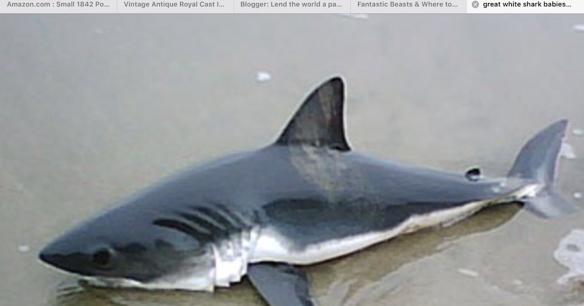 Lend the world a paw: Understanding sharks