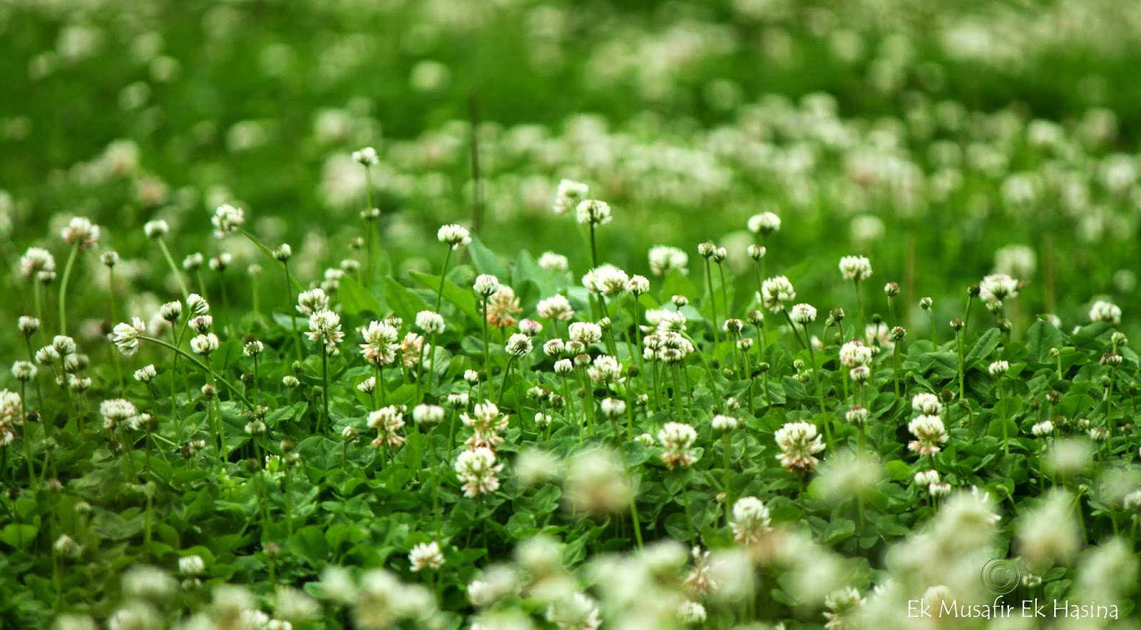 Ek Musafir Ek Hasina: Musafir & Hasina’s Great Kullu Adventure Part 2 ...