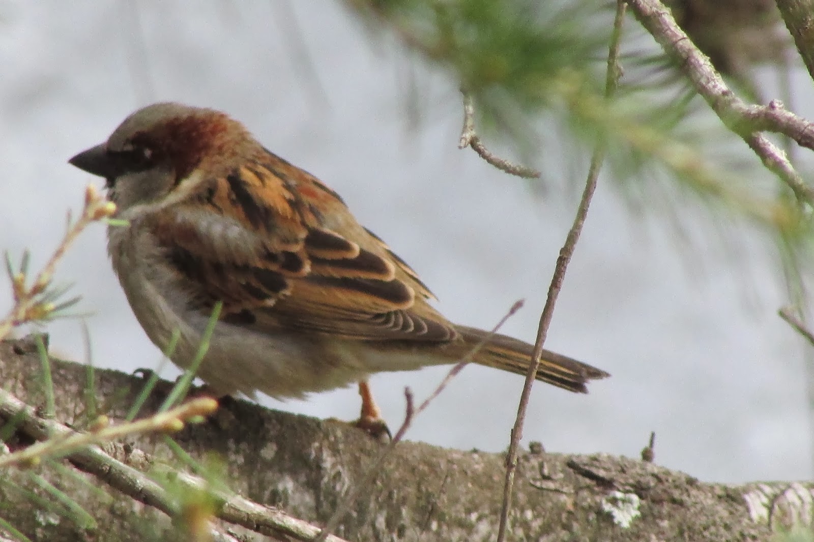 COLECCIONISTA DE HUEVOS DE AVES