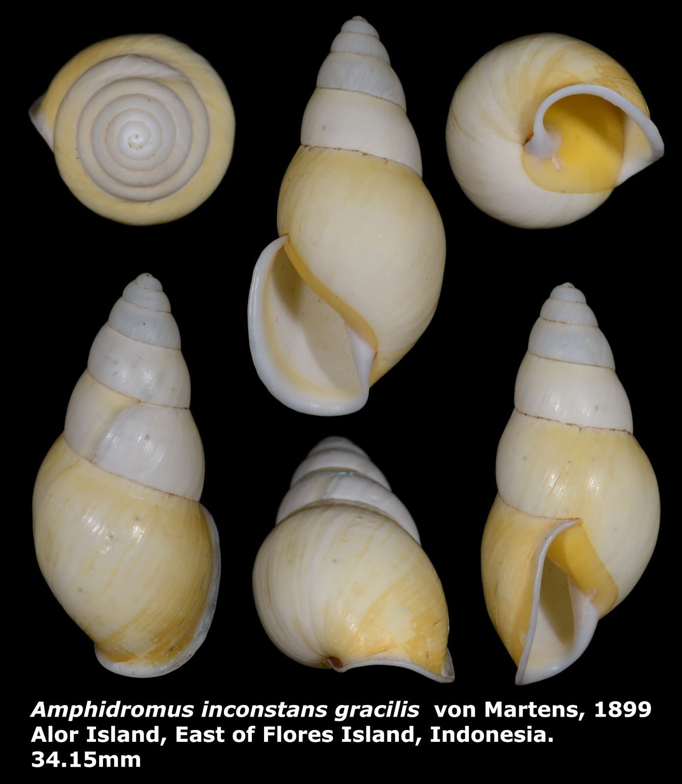 Dr. Lee's Gallery Museum: Amphidromus inconstans gracilis 33.49 to 34.15mm