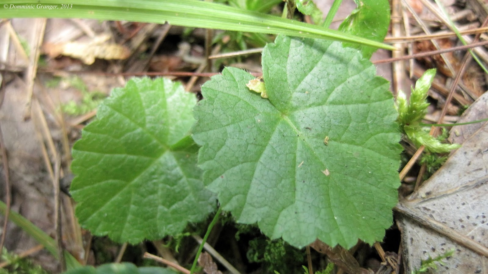 Carnet naturaliste: Dalibarde rampante, Rubus repens, False Violet