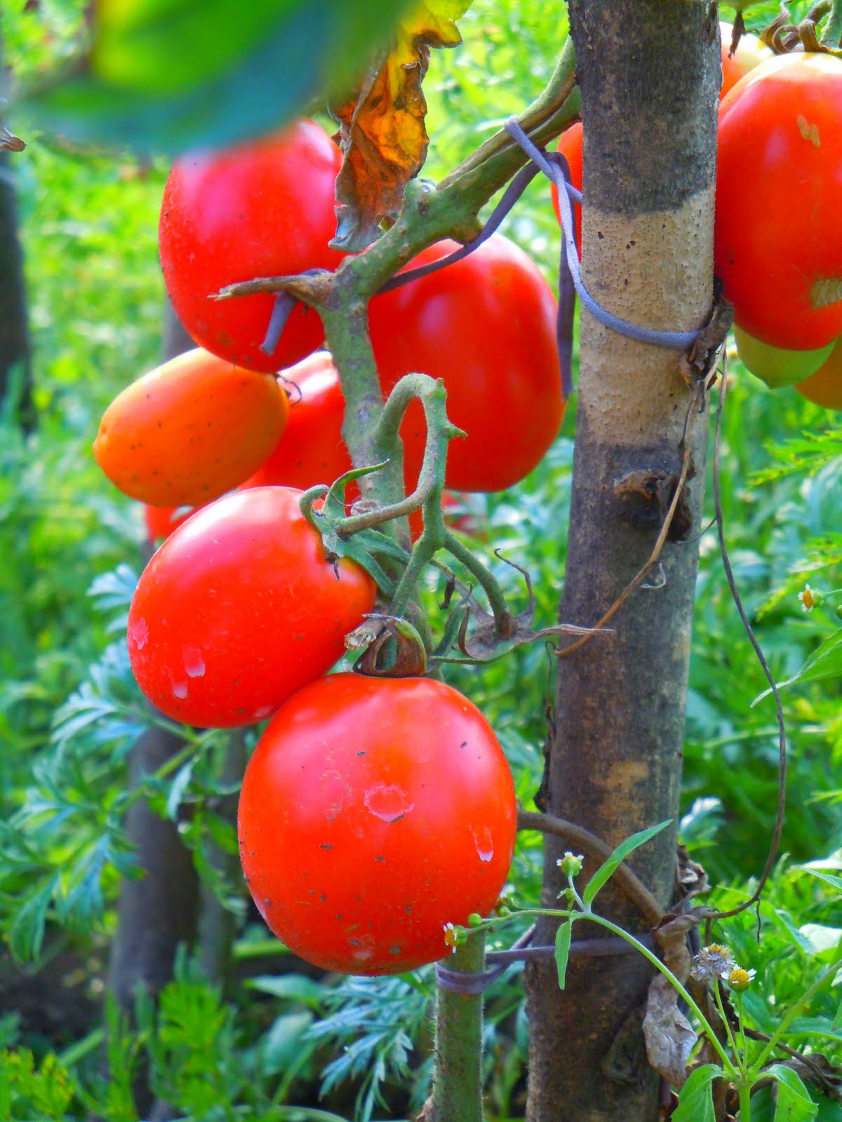 Produse traditionale naturale Iasi: Rosii de gradina - o nebunie