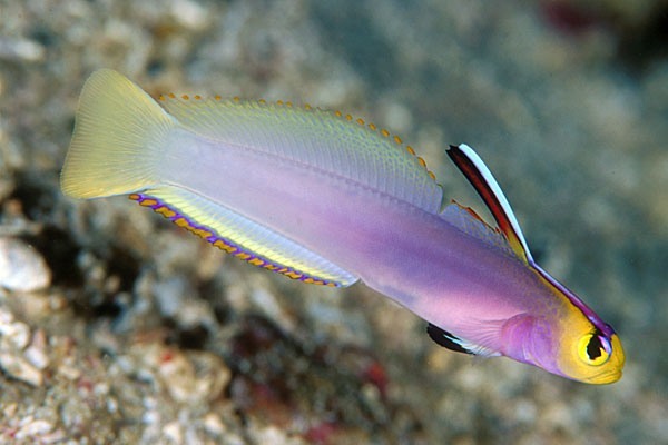 Gobies ~ Aquatic Animals
