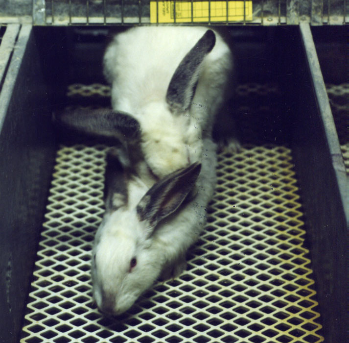 reproduction Gestion de la reproduction chez le Lapin