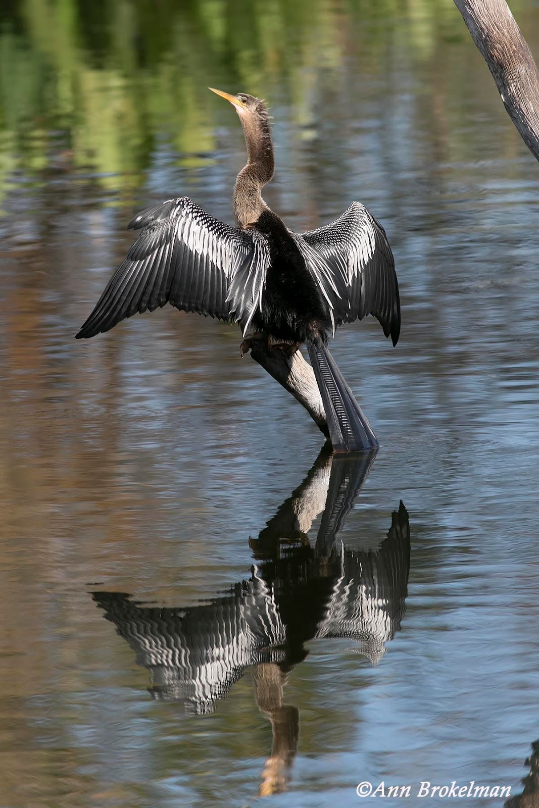 Ann Brokelman Photography: Anhinga and babies Florida