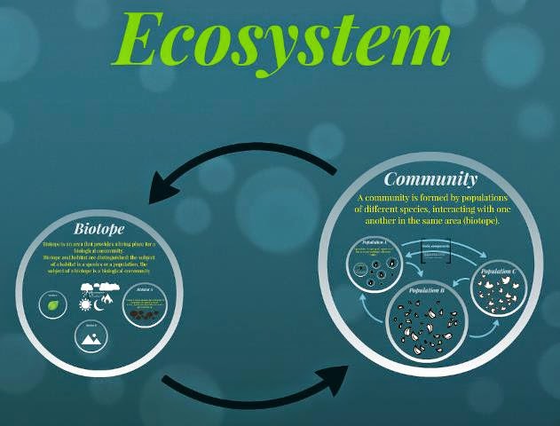 BioGeo Science Site: Biological Organization (an immersive approach)