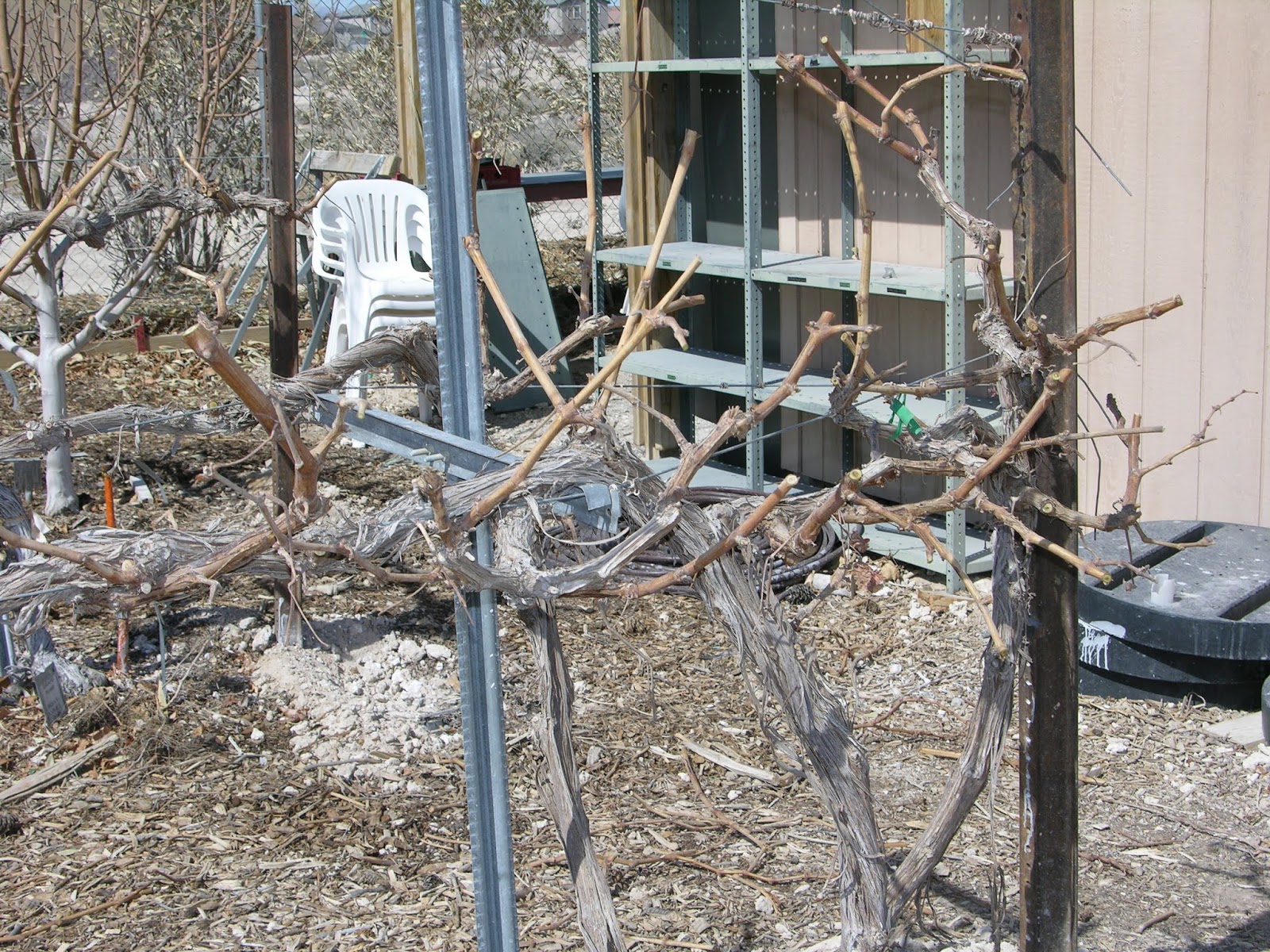 Xtremehorticulture of the Desert: Reviving an Old Grape Vine Nearly Dead