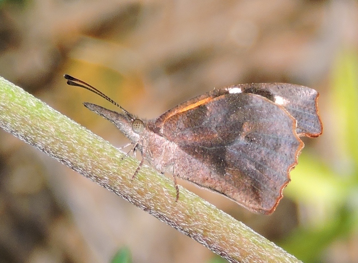 Springfield Plateau: Snout Butterfly