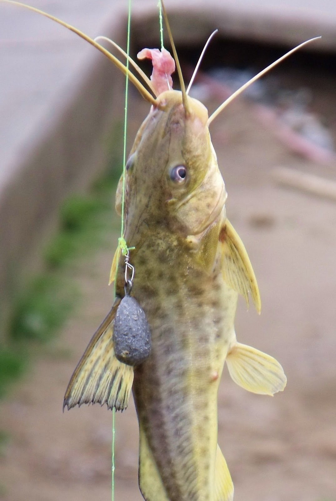 NATURALEZA Y CULTURA: Bagre Amarillo