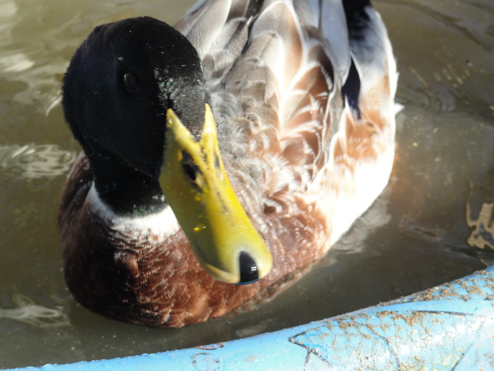 MamaDuck: Beau, Welsh Harlequin drake