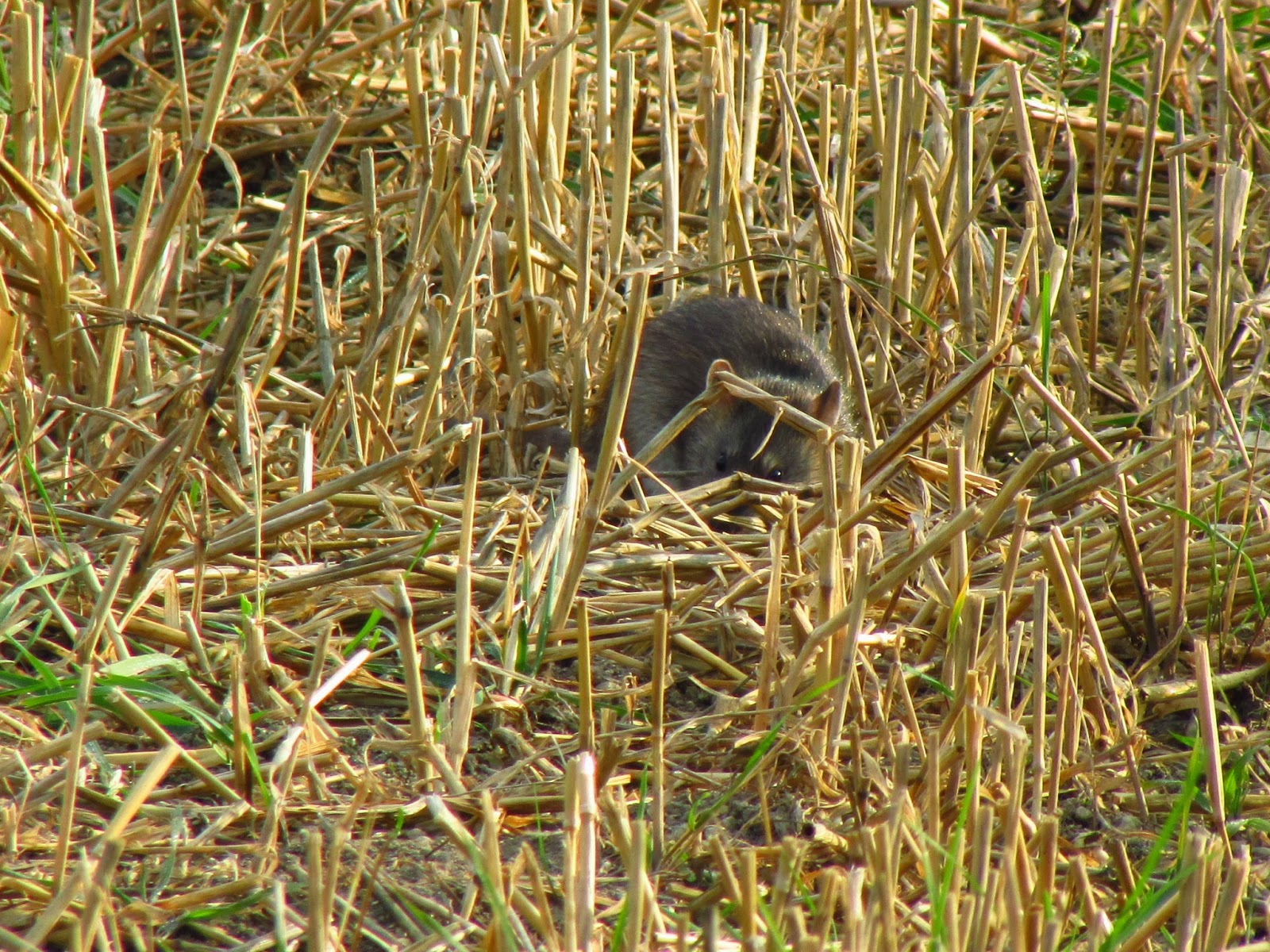Wild at Hull: Londesborough Park
