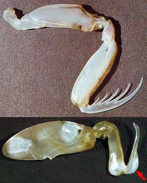 Cal Poly BIO 502: The Mantis Shrimp: Remember the name