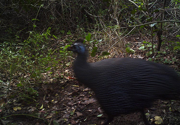 Remote Camera Trap - South Africa: Familiar Faces