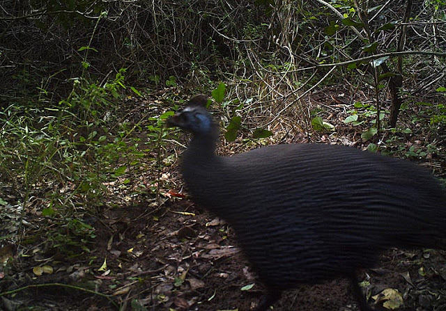 Remote Camera Trap - South Africa: June 2012