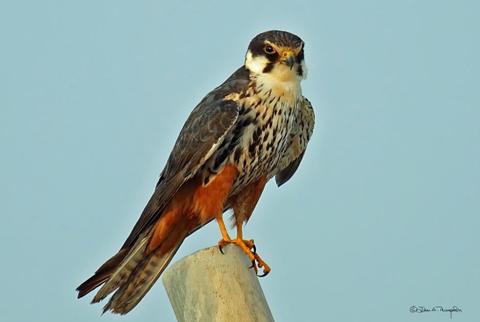Aves de Extremadura: EL ALCOTÁN EN EXTREMADURA (2009-2010)